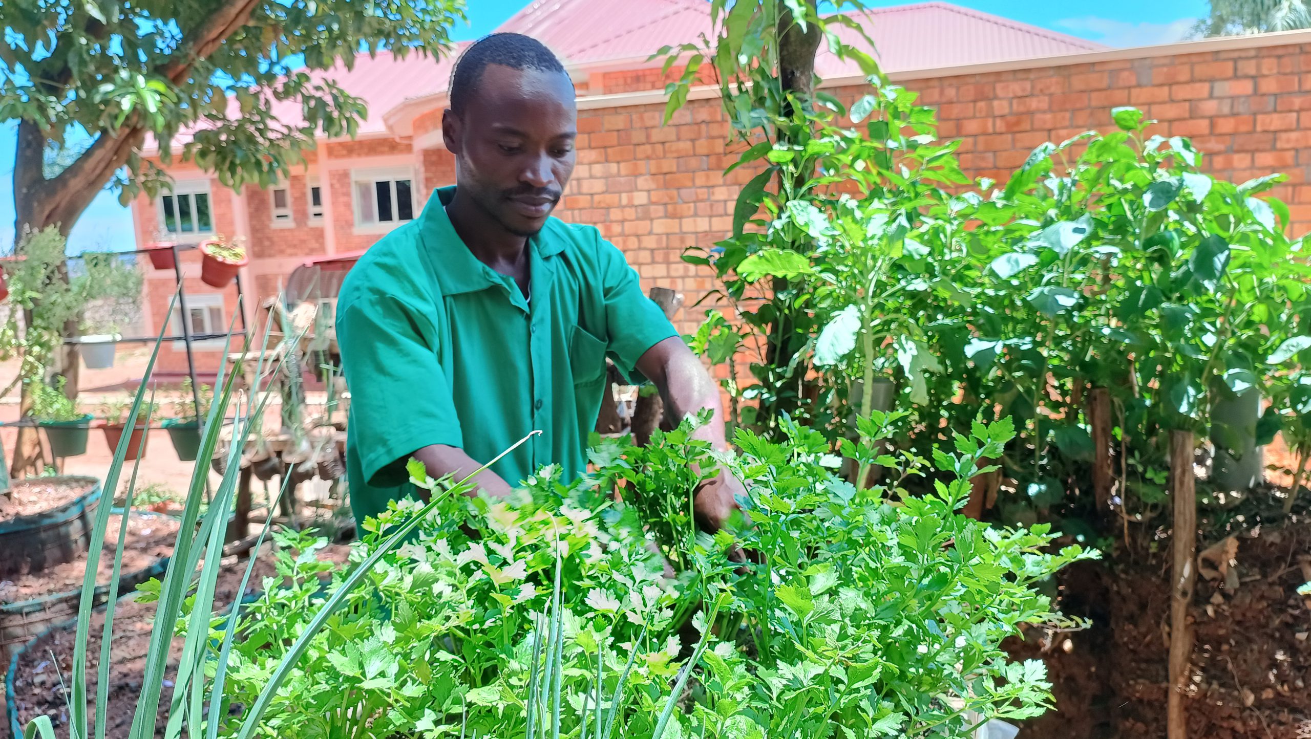 Magical Gardens, Urban gardening in Kampala - JRS Eastern and Southern ...
